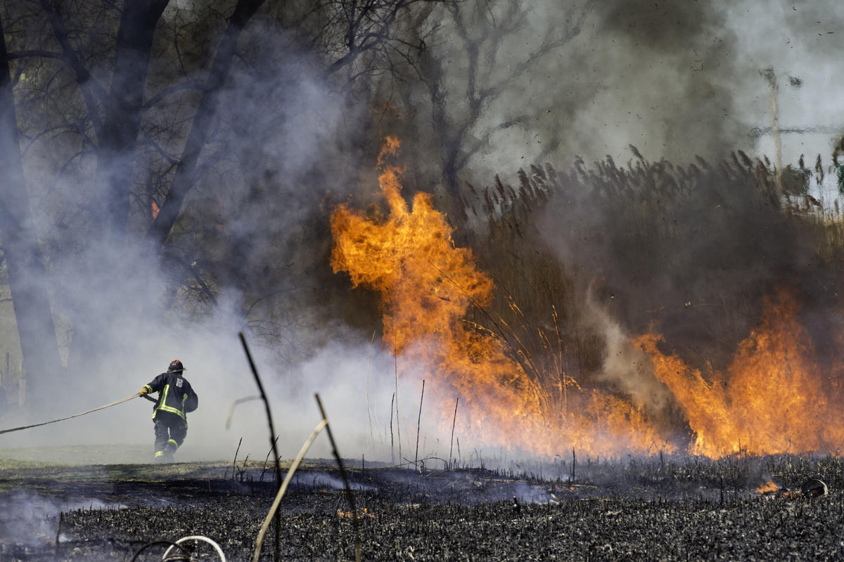Phragmites in the Fens – Will Brownsberger